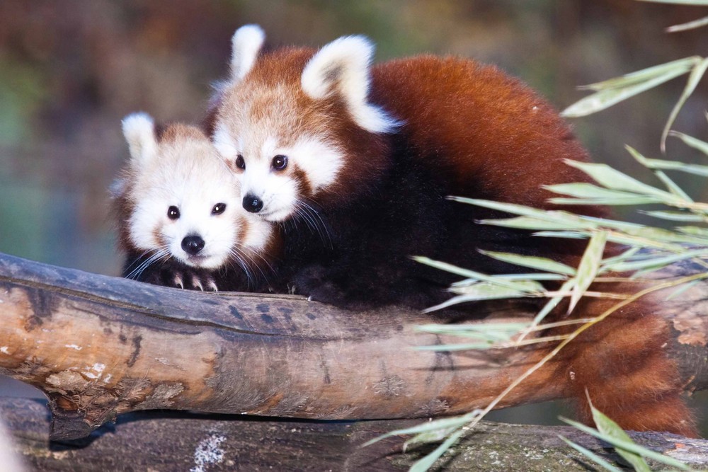 Rote Pandas Foto & Bild | tiere, natur Bilder auf fotocommunity