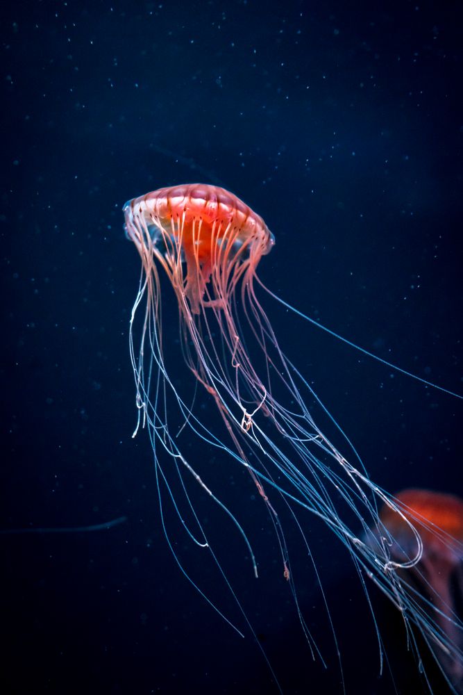 Rote Qualle Foto & Bild | fotos, natur, zoo Bilder auf fotocommunity