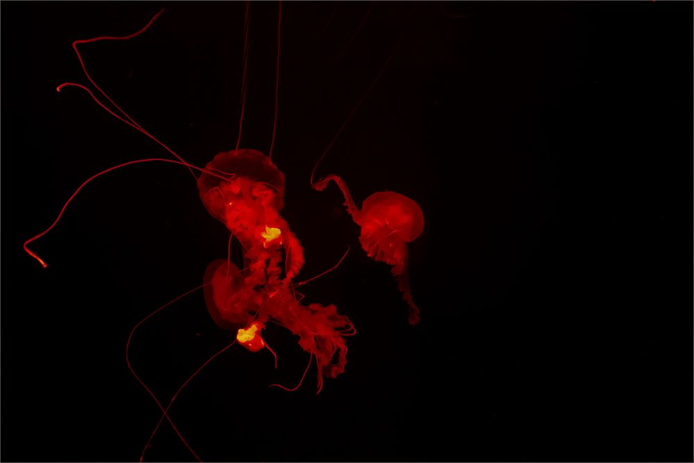 Rote Quallen Foto & Bild | europe, canary islands die kanaren, spain ...