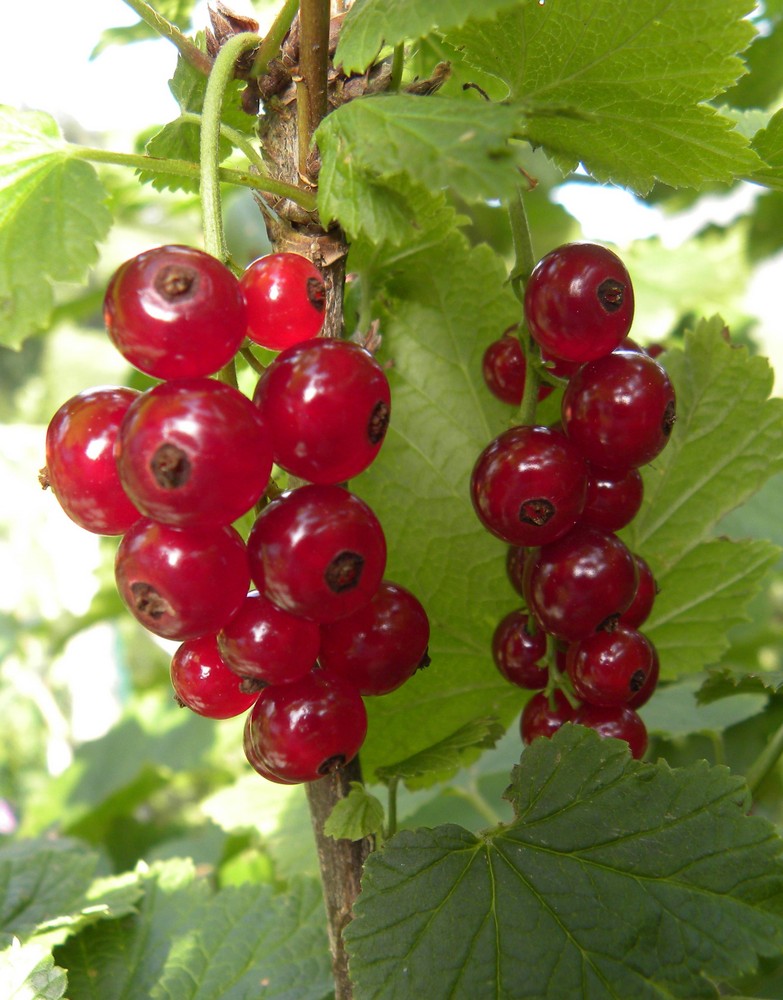 Rote Ribisel Foto & Bild | pflanzen, pilze & flechten, früchte und ...