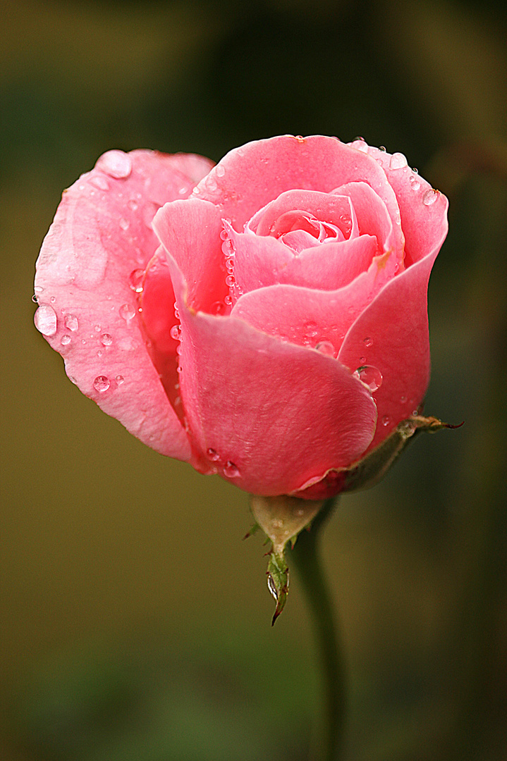 Rote Rose Foto & Bild | natur Bilder auf fotocommunity