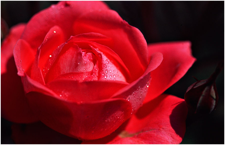 rote Rose Foto & Bild | pflanzen, pilze & flechten, blüten ...