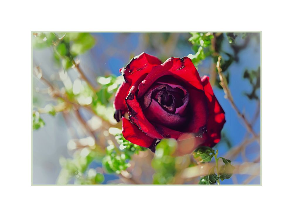 rote Rose Foto & Bild | spezial, rot, blau Bilder auf fotocommunity