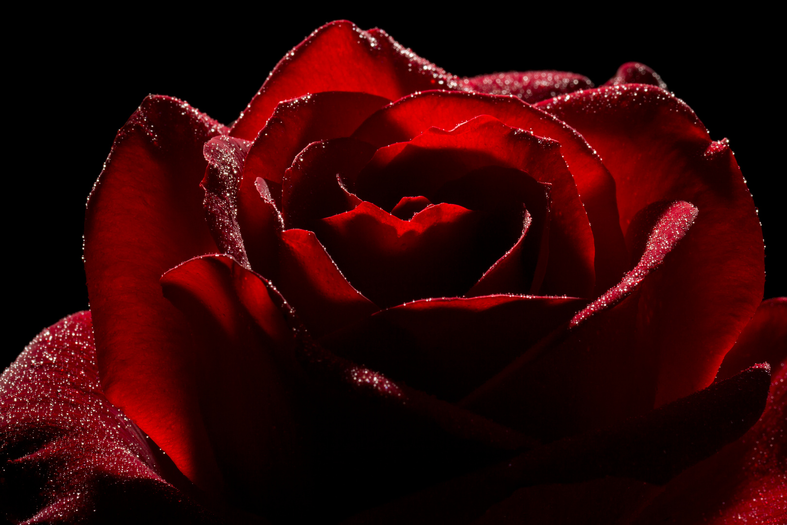 Rote Rose Foto & Bild | pflanzen, pilze & flechten, blüten ...