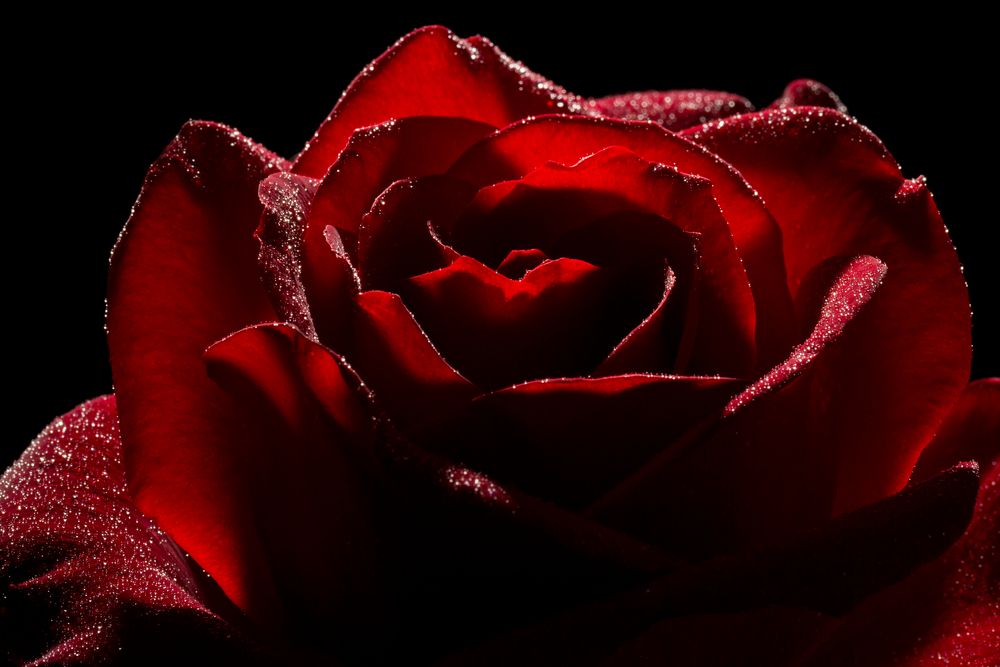 Rote Rose Foto & Bild | pflanzen, pilze & flechten, blüten ...