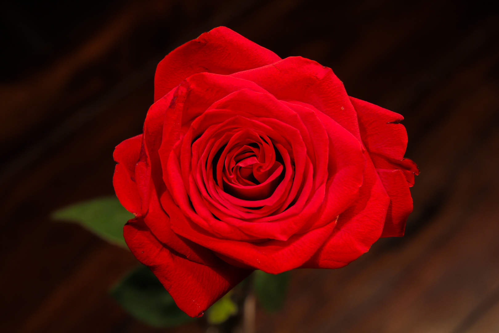 Rote Rose Foto & Bild | anfängerecke - nachgefragt, nachgefragt ...