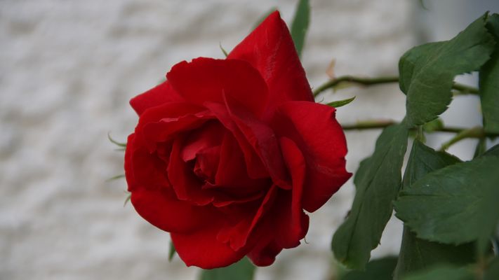 Rosen Bilder & Fotos