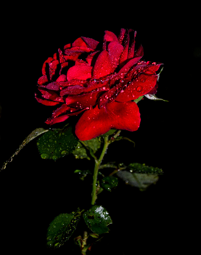 rote Rose Foto & Bild | pflanzen, pilze & flechten, blüten ...