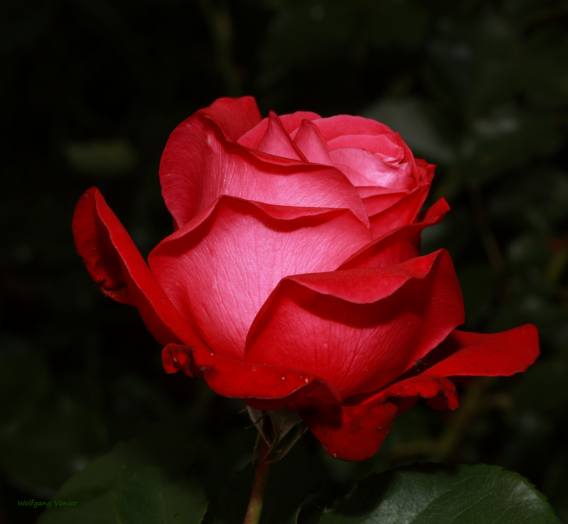 rote Rose Foto & Bild | nah- & makro, pflanzen, pilze & flechten ...