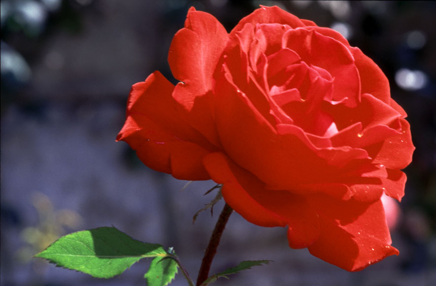 Rote Rose Foto & Bild | pflanzen, pilze & flechten, natur Bilder auf ...