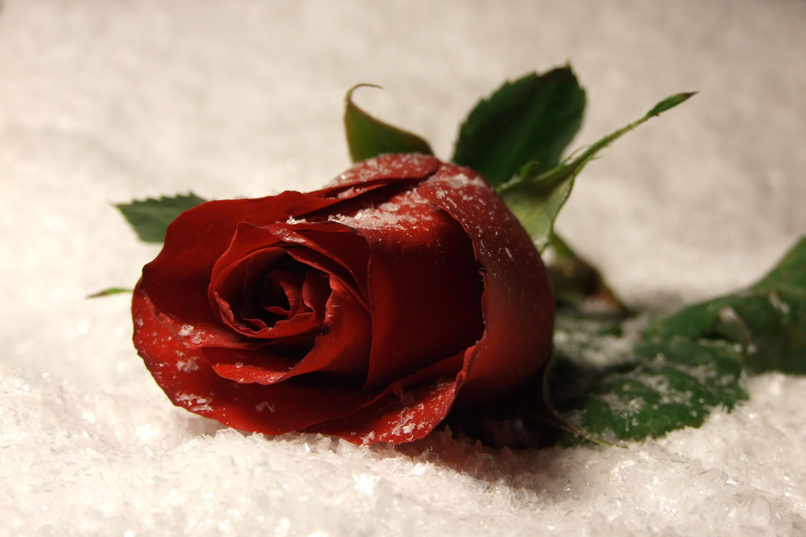 Rote Rose Foto & Bild | stillleben, arrangierte szenen, beginning ...