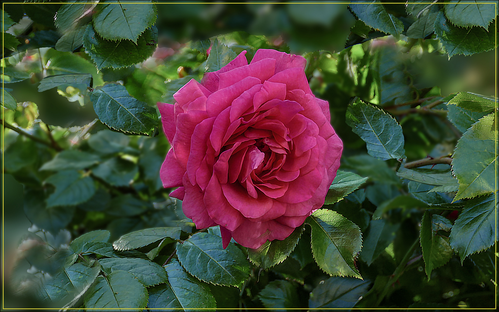 Rote Rose Foto & Bild | macro , spezial, makro Bilder auf fotocommunity