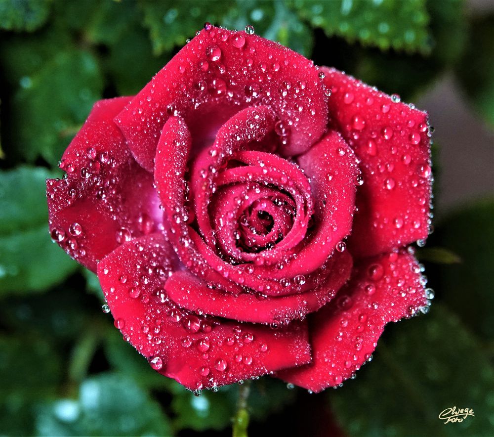 Rote Rose im Morgentau Foto & Bild | rot, natur, pflanzen Bilder auf ...