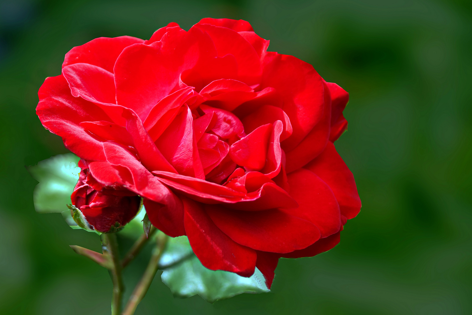 Rote Rosen Foto & Bild | makro, natur, frühblüher Bilder auf fotocommunity