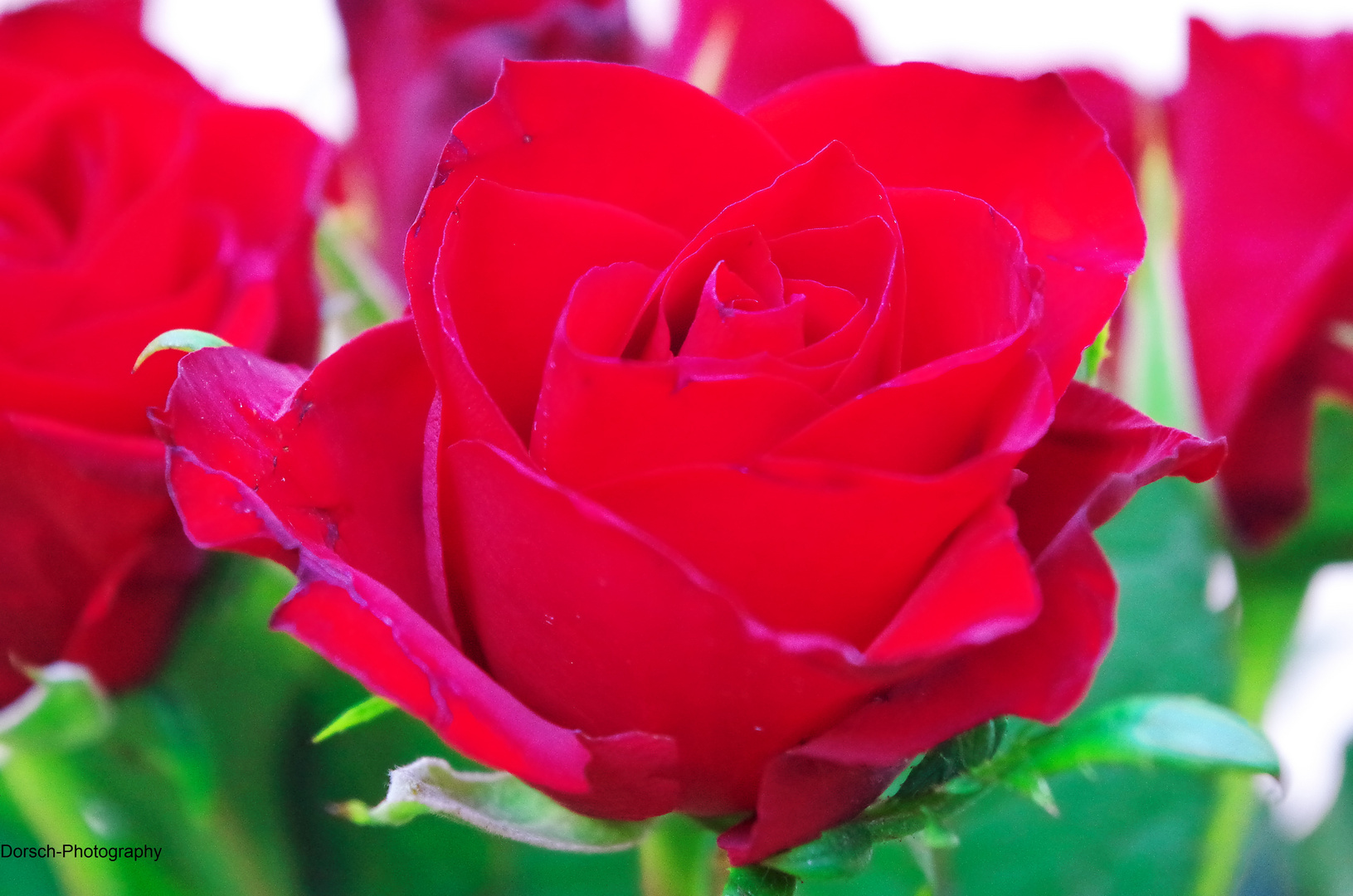 rote Rosen 2 Foto & Bild | pflanzen, pilze & flechten, blüten ...