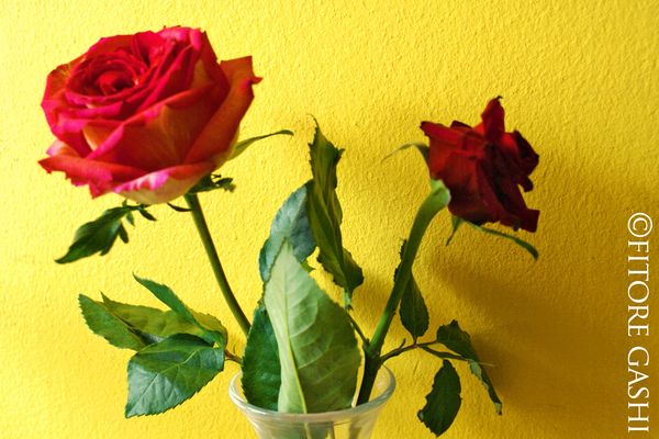 Fitore Gashi - Fotos & Bilder - Fotografin | fotocommunity