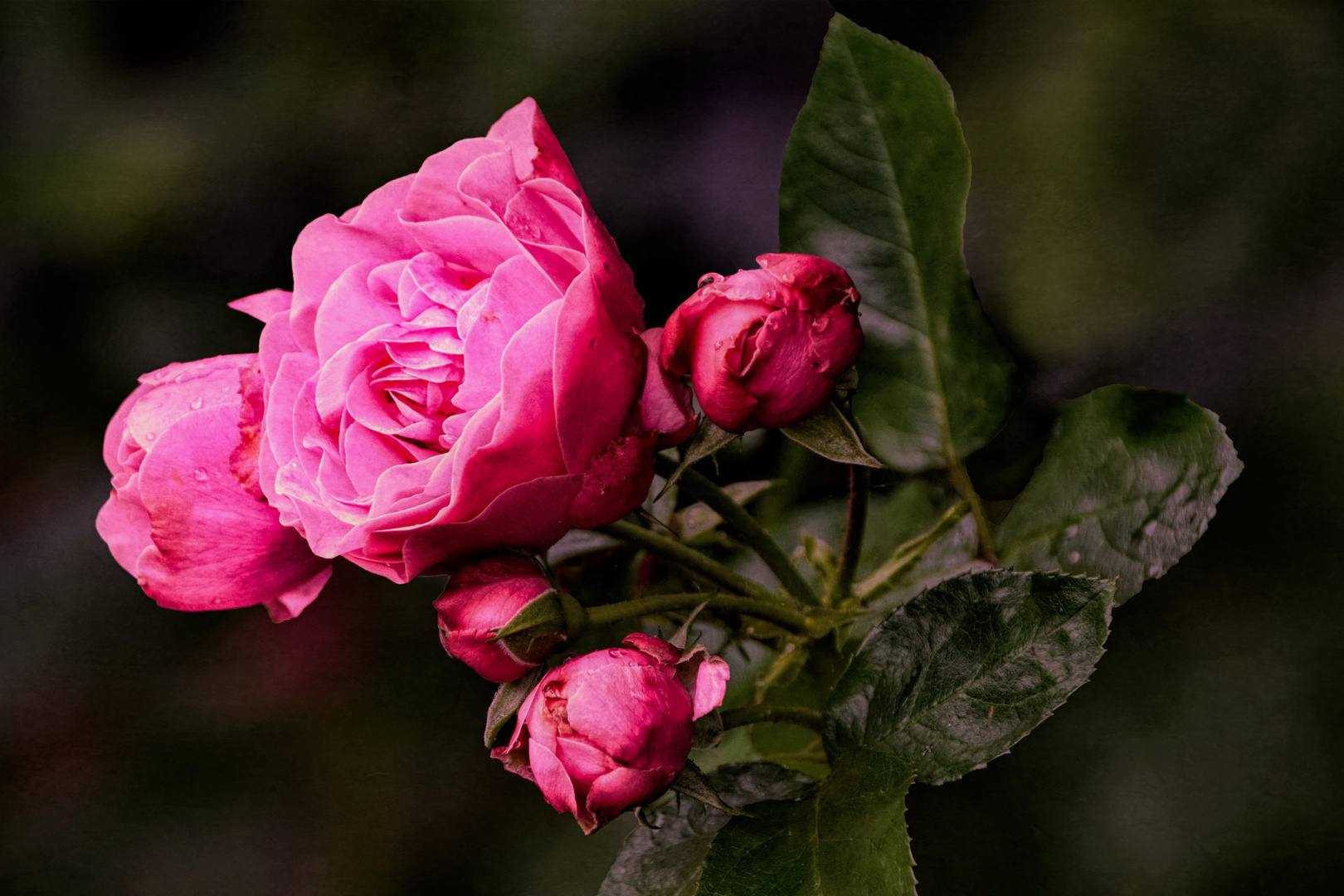 Rote Rosen Foto & Bild | outdoor, makro, natur Bilder auf fotocommunity