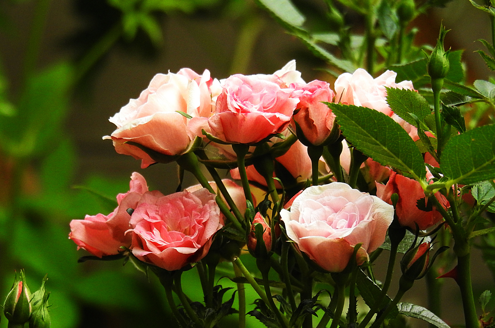 Rote Rosen Foto & Bild | pflanzen, pilze & flechten, blüten ...