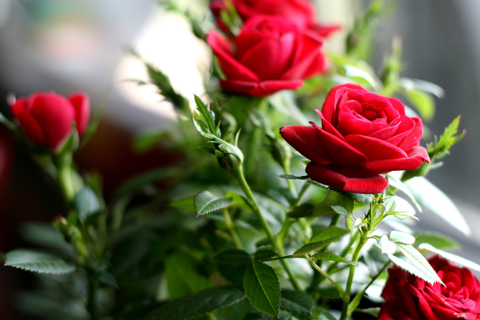 Rote Rosen Foto & Bild | pflanzen, pilze & flechten, blüten ...