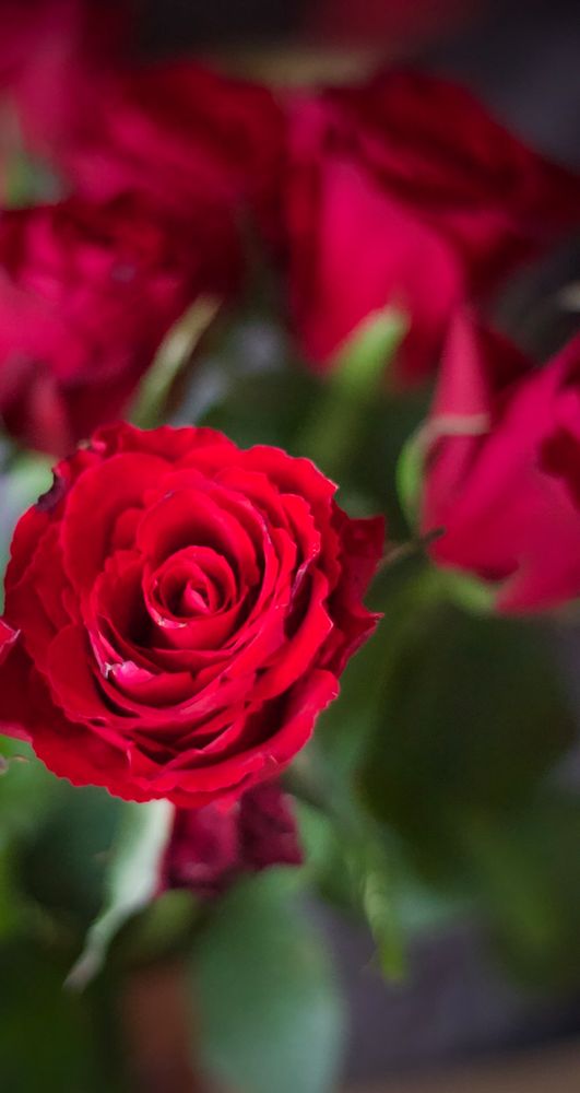 Rote Rosen Foto & Bild | sonstiges, natur, rose Bilder auf fotocommunity