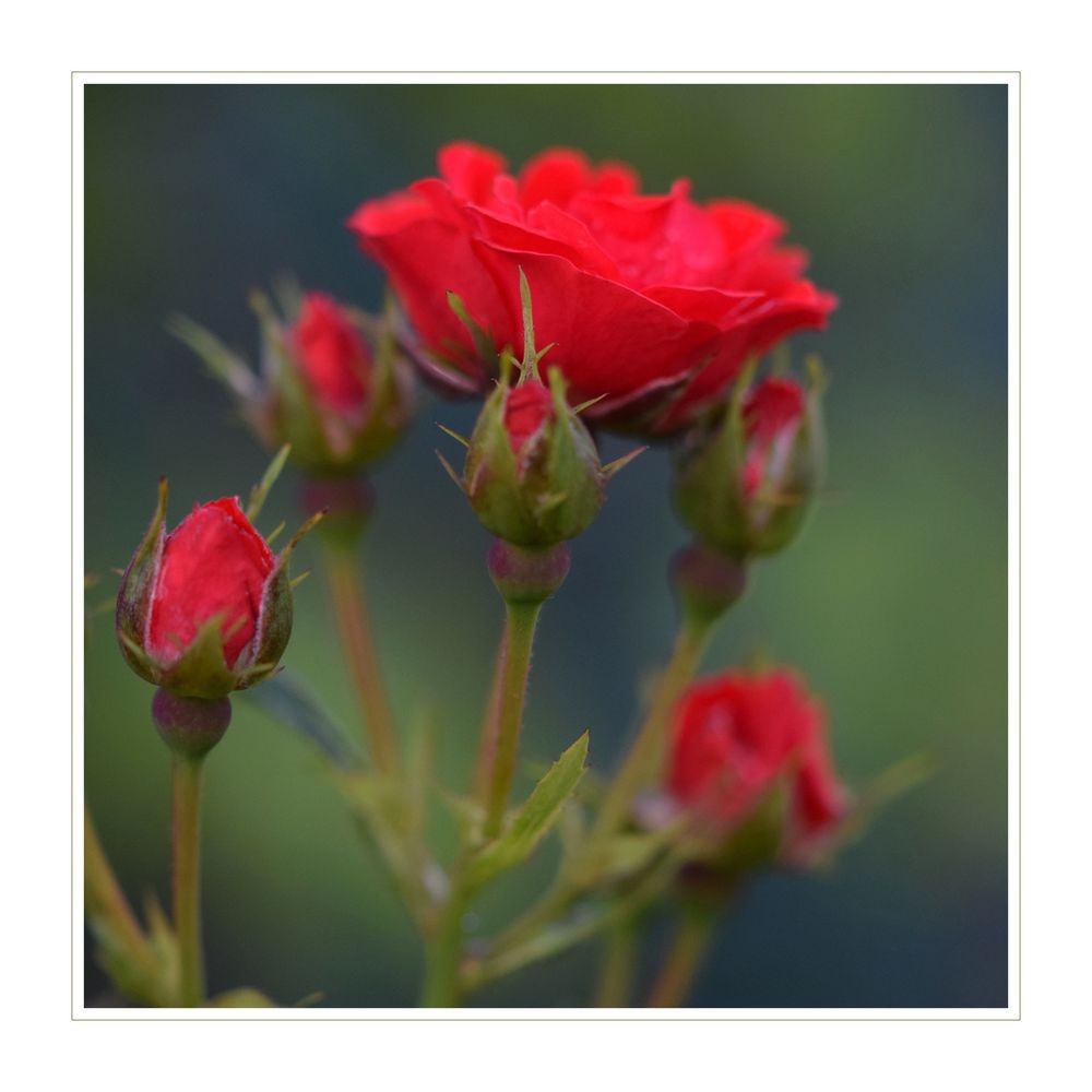 Rote Rosen. Foto & Bild | natur, pflanzen, rosen Bilder auf fotocommunity