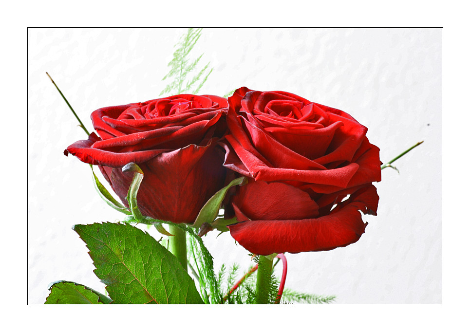 Rote Rosen Foto & Bild | pflanzen, pilze & flechten, blüten ...