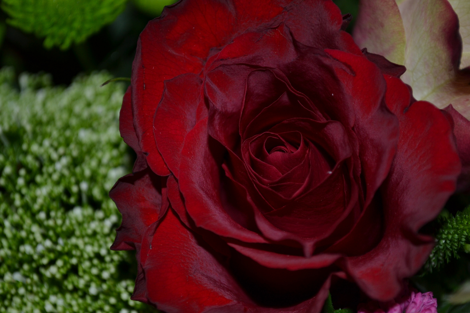 Rote Rosen Foto & Bild | natur-kreativ, natur Bilder auf fotocommunity