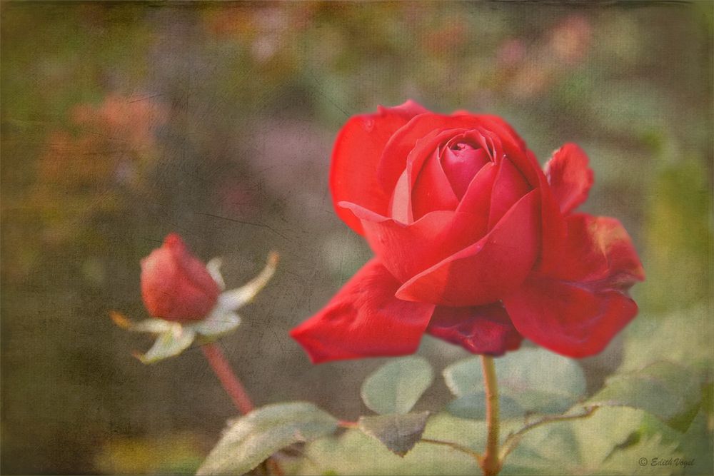 rote Rosen | Edith Vogel Fotografie