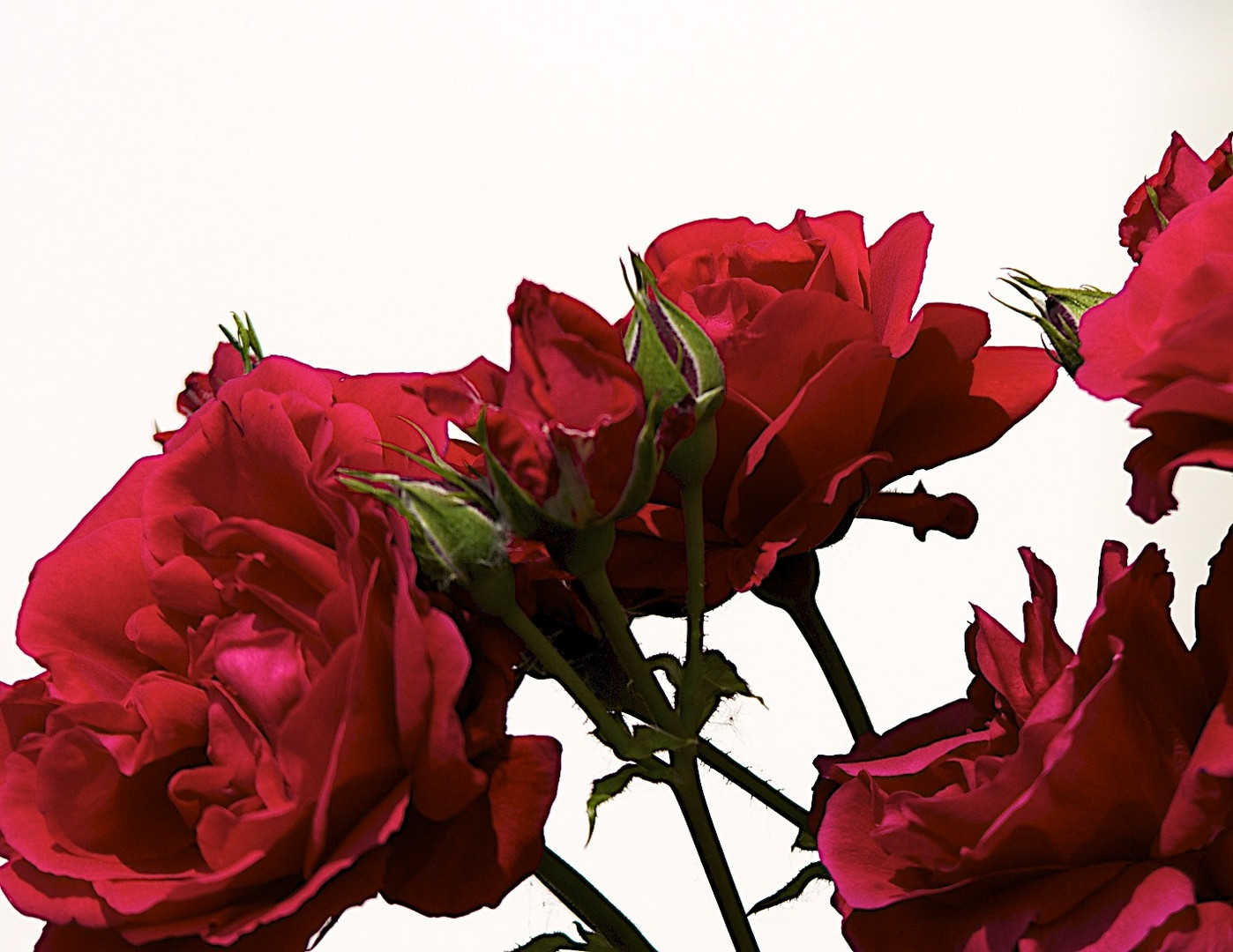 *ROTE ROSEN* Foto & Bild | pflanzen, pilze & flechten, blüten ...