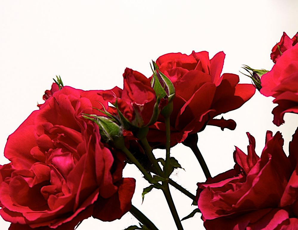 *ROTE ROSEN* Foto & Bild | pflanzen, pilze & flechten, blüten ...