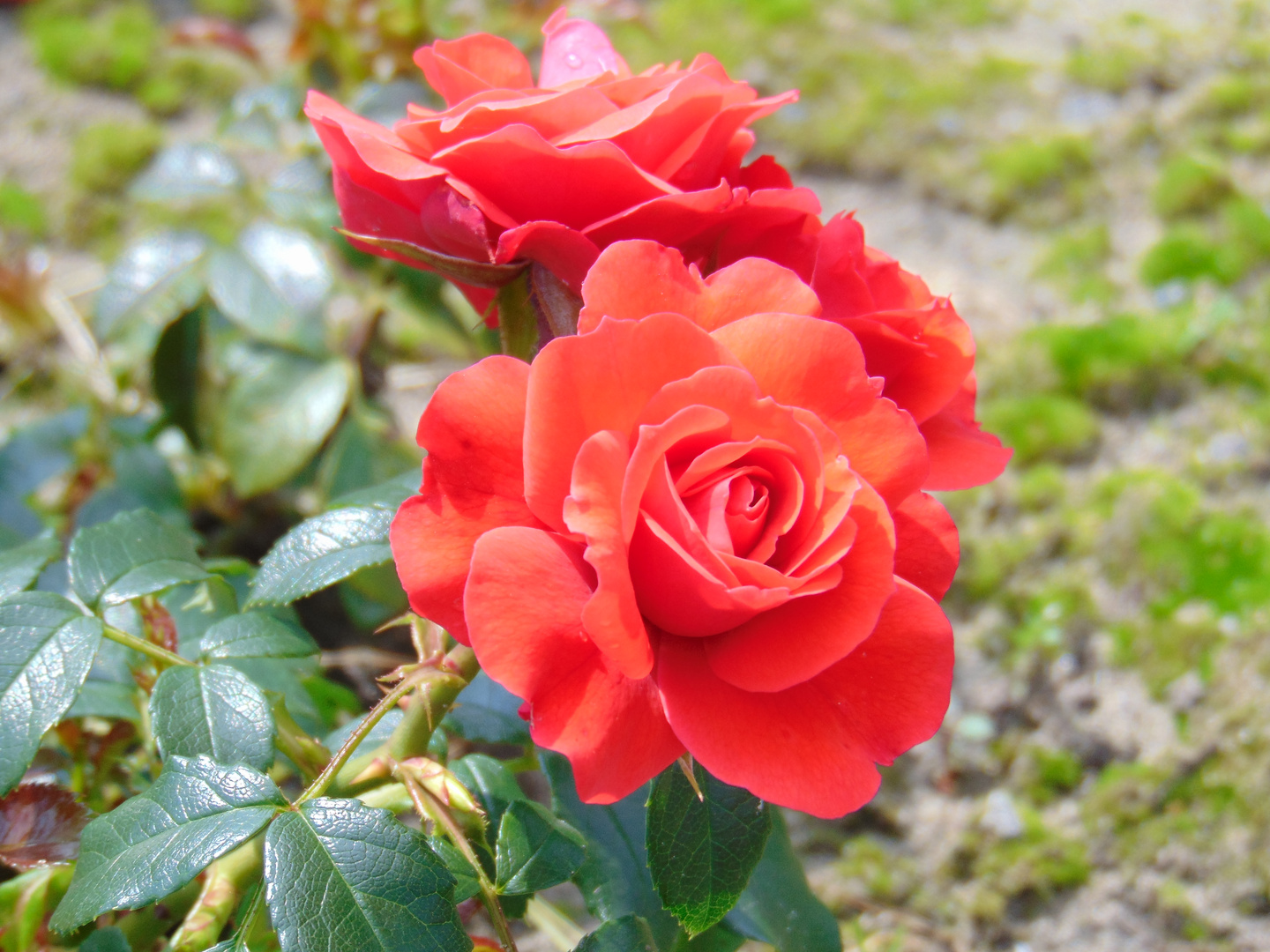 Rote Rosen Foto & Bild | natur, pflanzen, blüten Bilder auf fotocommunity