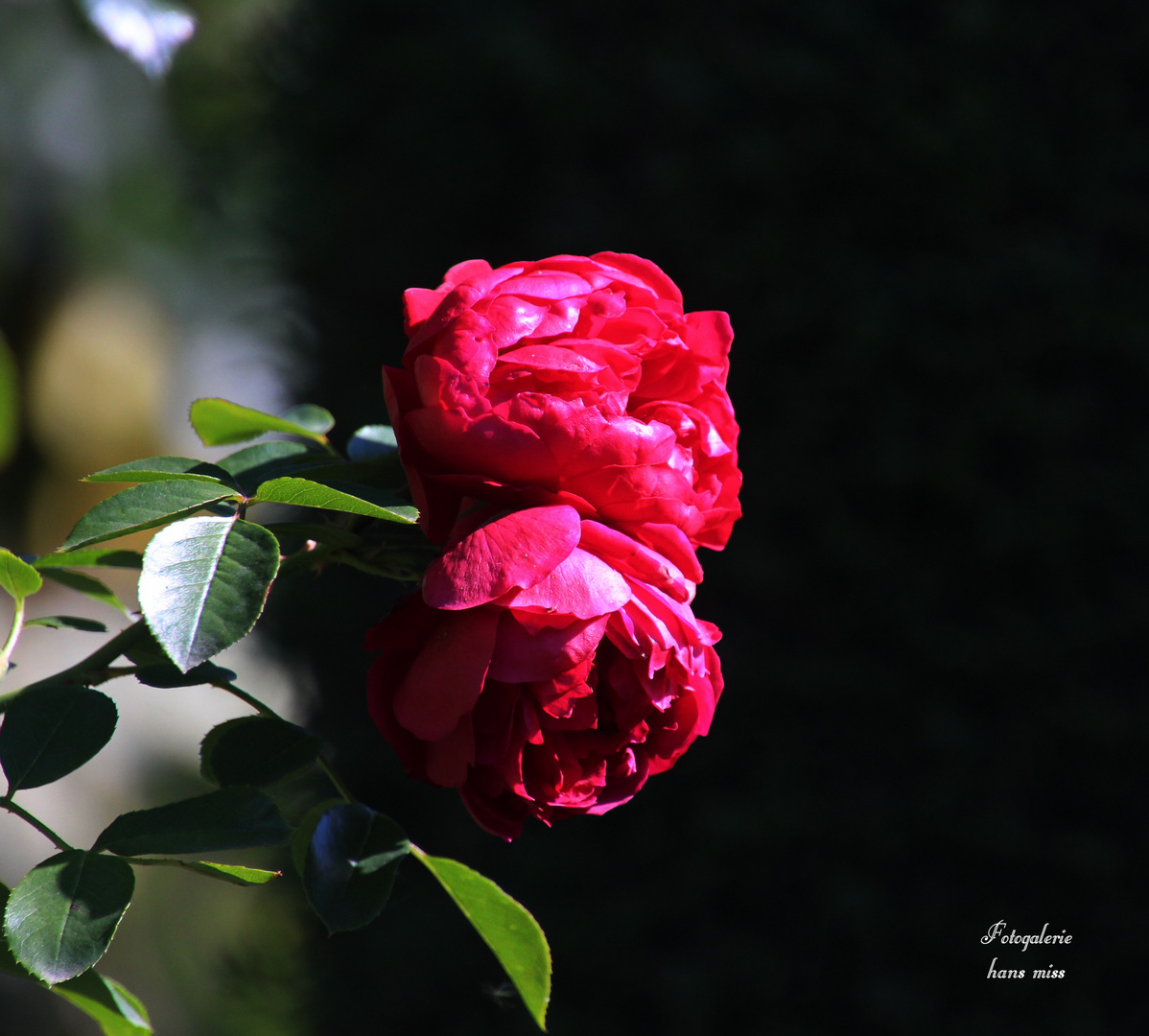 Rote Rosen Foto & Bild | natur, pflanzen, blüten Bilder auf fotocommunity