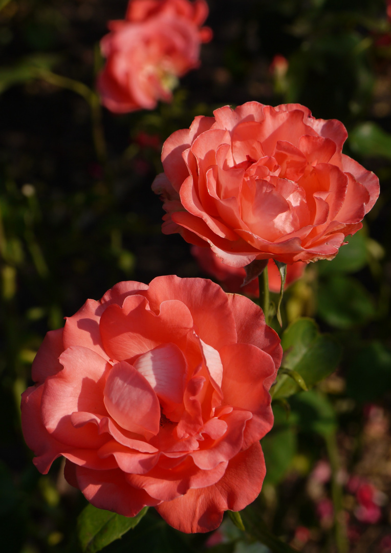 *Rote Rosen* Foto & Bild | deutschland, europe, rheinland-pfalz Bilder ...