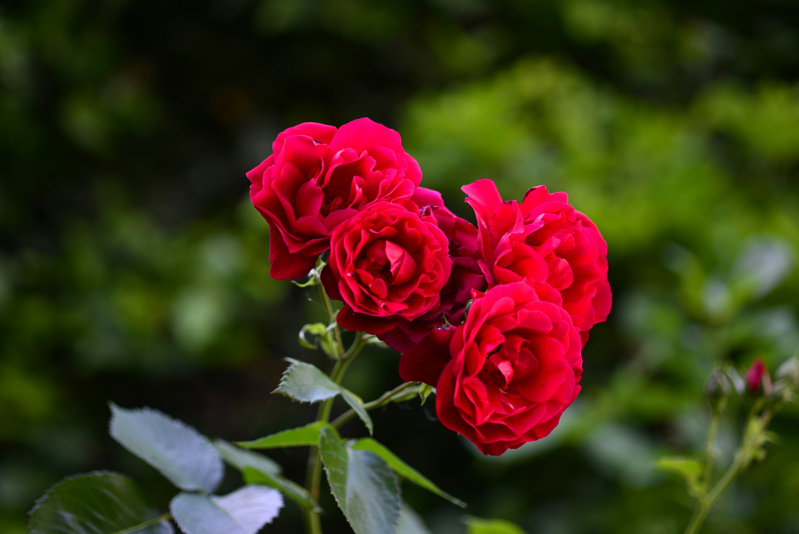 Rote Rosen, Wunderschön Foto & Bild | sommer, natur, pflanzen Bilder ...