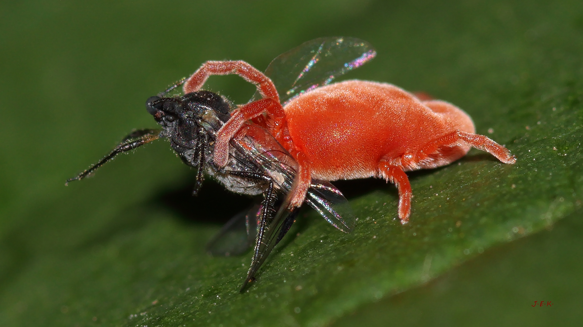 Rote Samtmilbe Foto & Bild | insekten, spinnen, milben Bilder auf ...