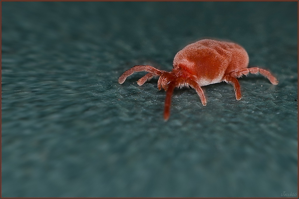 Rote Samtmilbe Foto & Bild | tiere, wildlife, insekten Bilder auf ...