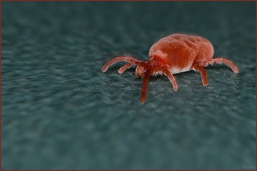 Rote Samtmilbe Foto & Bild | tiere, wildlife, insekten Bilder auf ...