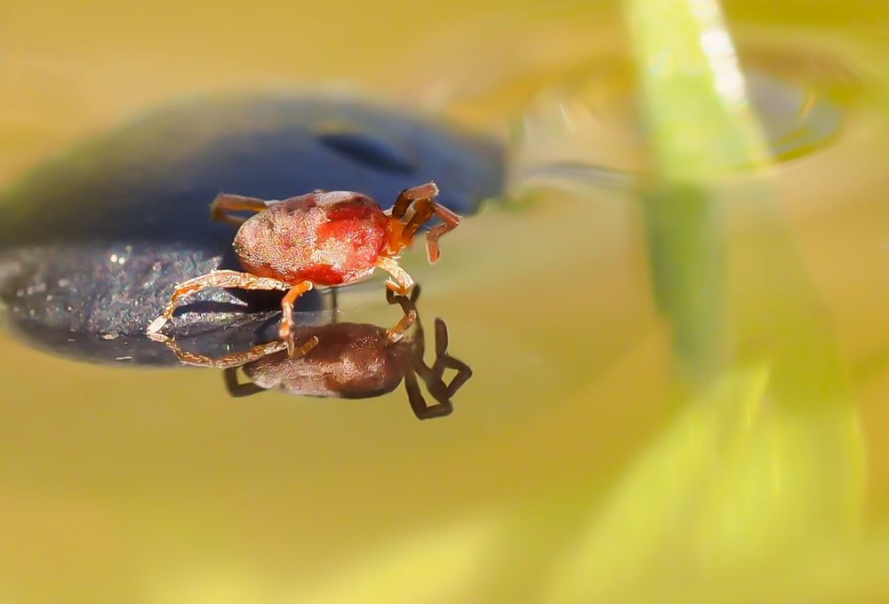 Rote Samtmilbe Foto & Bild | insekt, wildlife, milbe Bilder auf ...