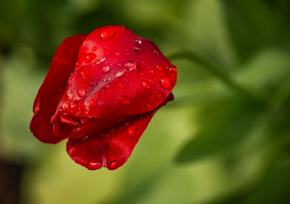 Rote Schönheit Foto & Bild | pflanzen, pilze & flechten, blüten- & kleinpflanzen, tulpen Bilder ...