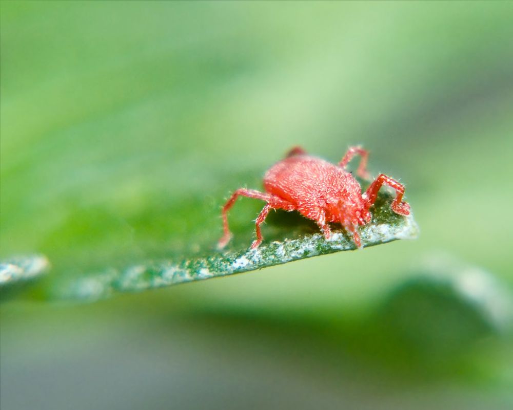 rote Spinnmilbe Foto & Bild | tiere, wildlife, insekten Bilder auf ...