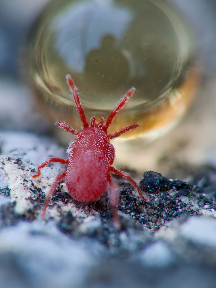 rote Spinnmilbe Foto & Bild | tiere, wildlife, spinnen Bilder auf ...