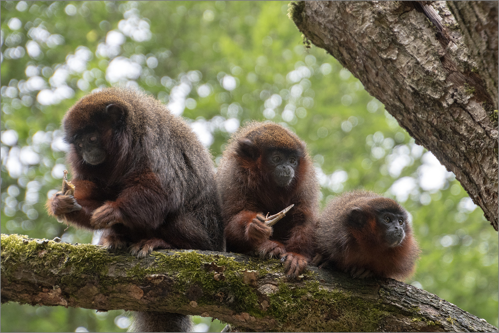 Rote Springaffen Foto & Bild | tiere, zoo, wildpark & falknerei ...