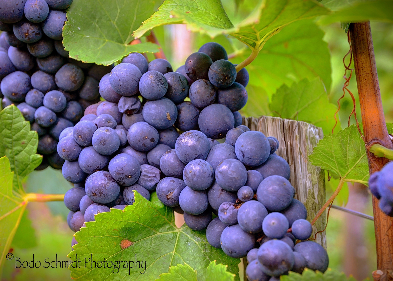 Rote Trauben Foto & Bild | deutschland, europe, rheinland-pfalz Bilder ...