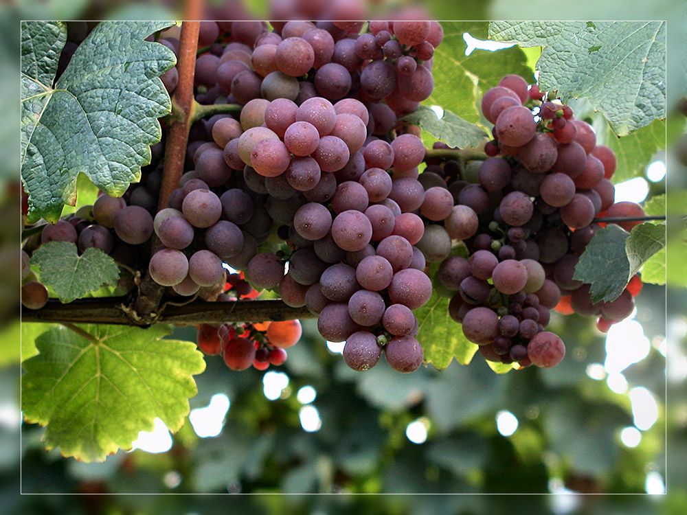 Rote Trauben Foto & Bild | pflanzen, pilze & flechten, früchte und ...