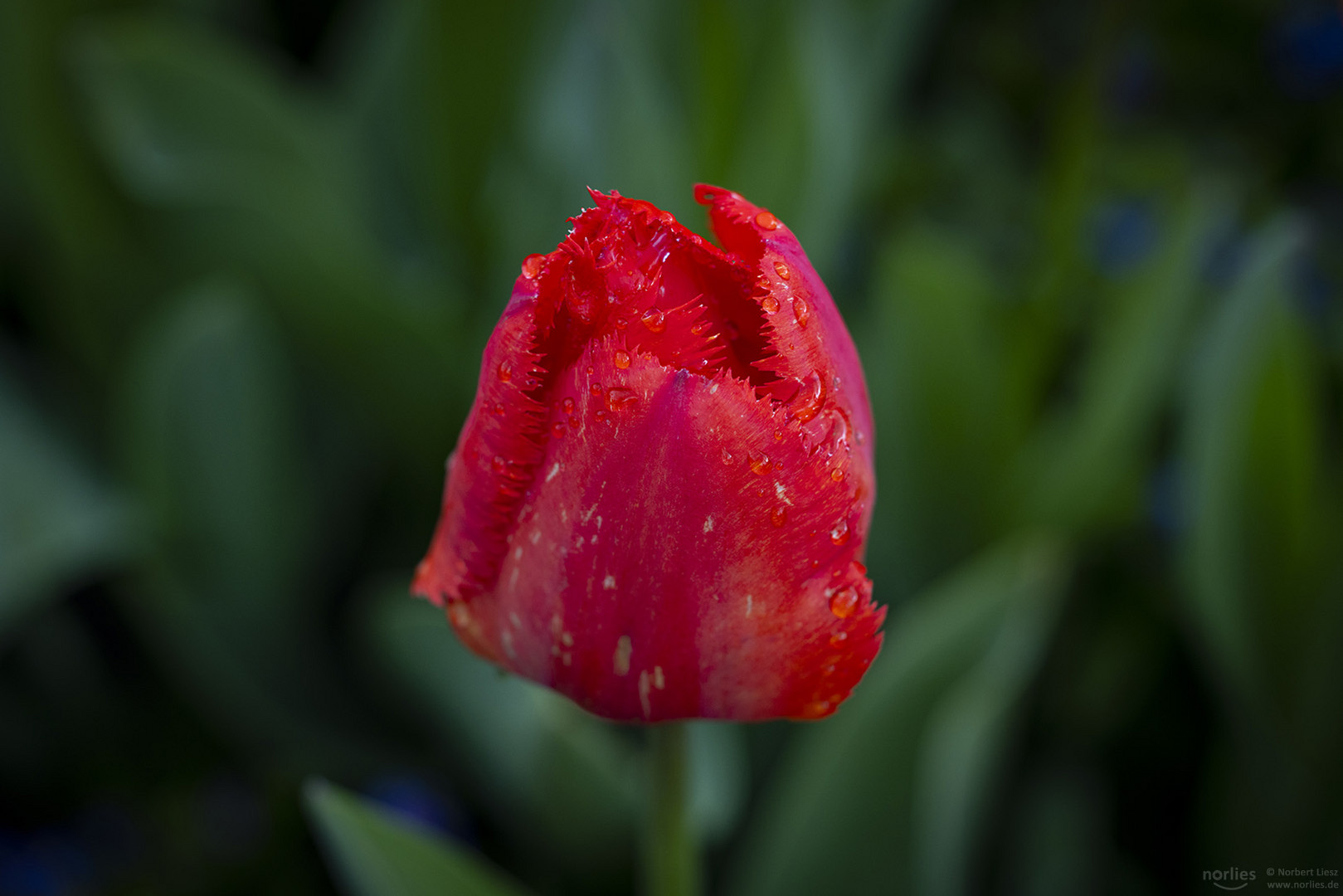 Rote Tulpe Foto & Bild | pflanzen, pilze & flechten, blüten- & kleinpflanzen, tulpen Bilder auf ...