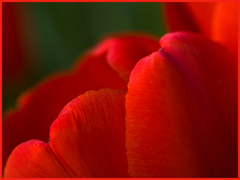 Rote Tulpe Foto & Bild | pflanzen, pilze & flechten, blüten- & kleinpflanzen, tulpen Bilder auf ...