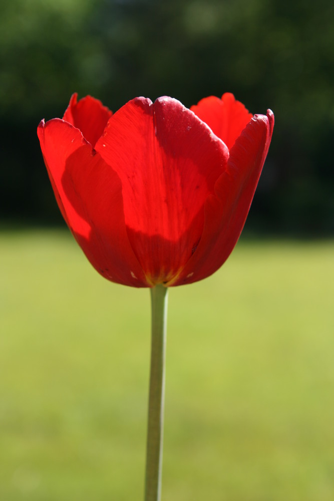 Rote Tulpe Foto & Bild | pflanzen, pilze & flechten, blüten- & kleinpflanzen, tulpen Bilder auf ...