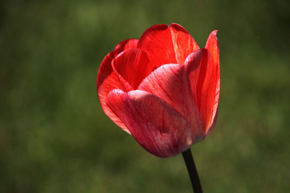 Rote Tulpe Foto & Bild | natur, landschaft, pflanzen Bilder auf fotocommunity