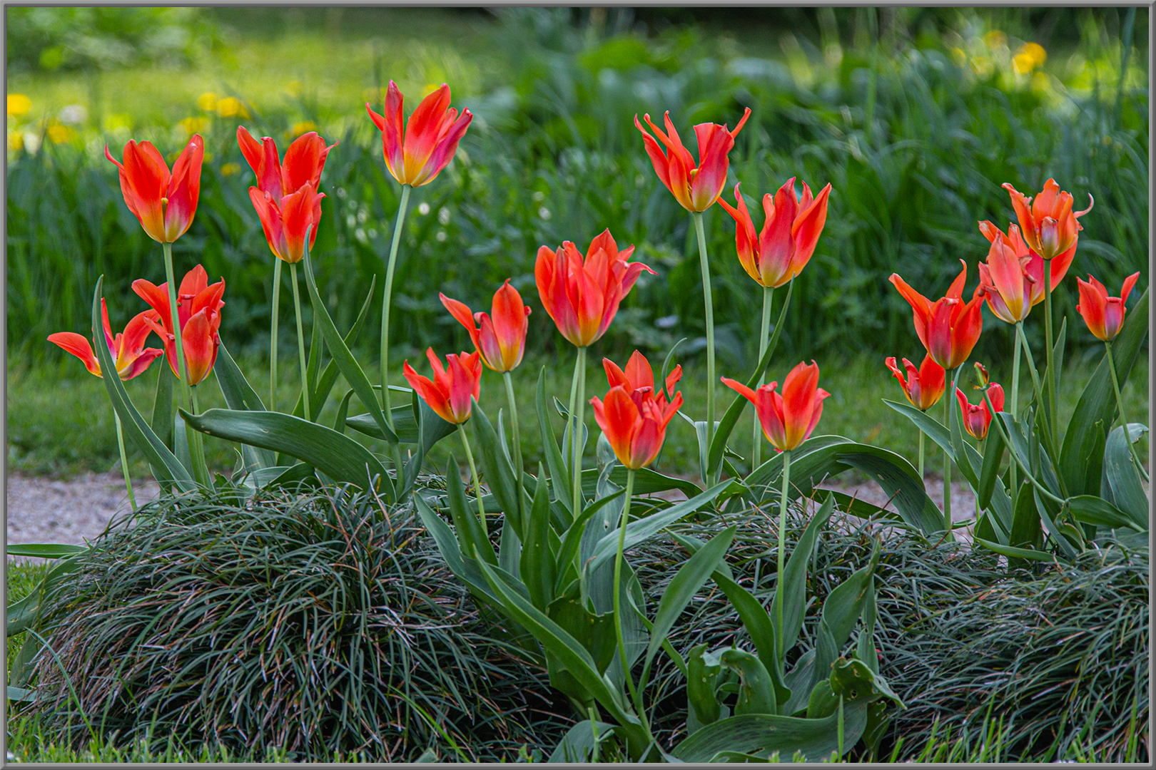 rote Tulpen Foto & Bild | pflanzen, pilze & flechten, blüten- & kleinpflanzen, wildpflanzen ...
