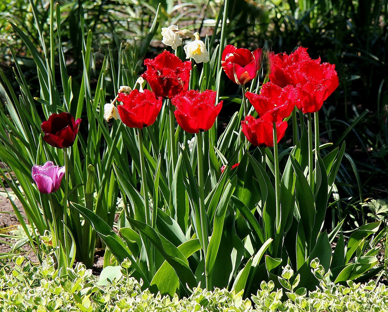 rote Tulpen Foto & Bild | tulpen, natur, landschaft Bilder auf fotocommunity